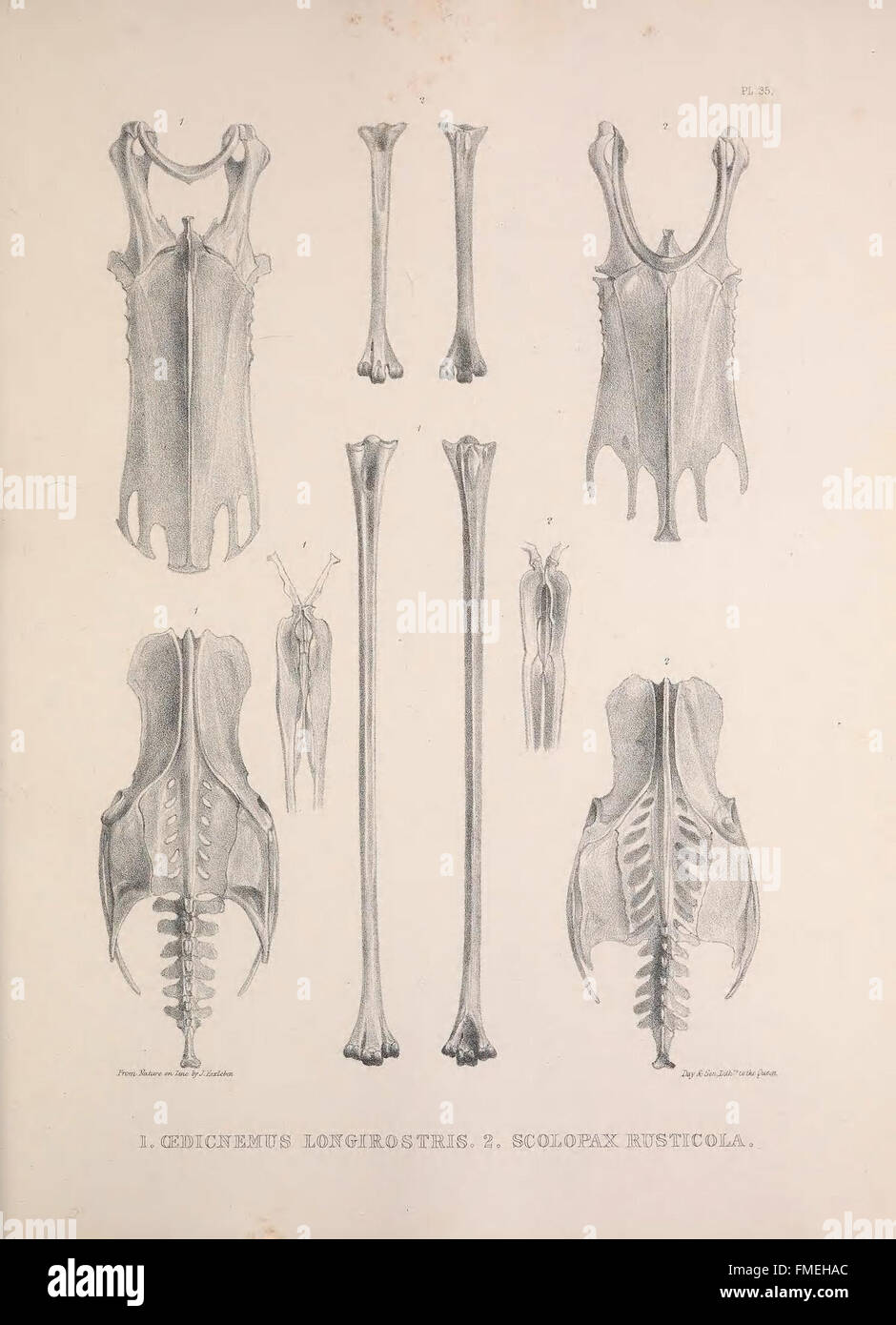 Plate 35 from 'Osteologia avium' presents a detailed illustration of ...