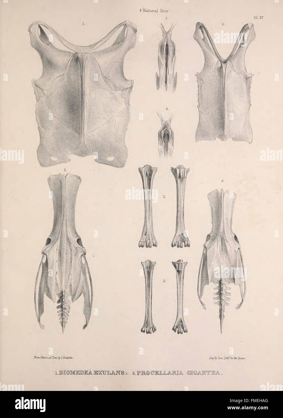 *Osteologia Avium* (PL. 37) by M.E. Bloch presents an anatomical study ...