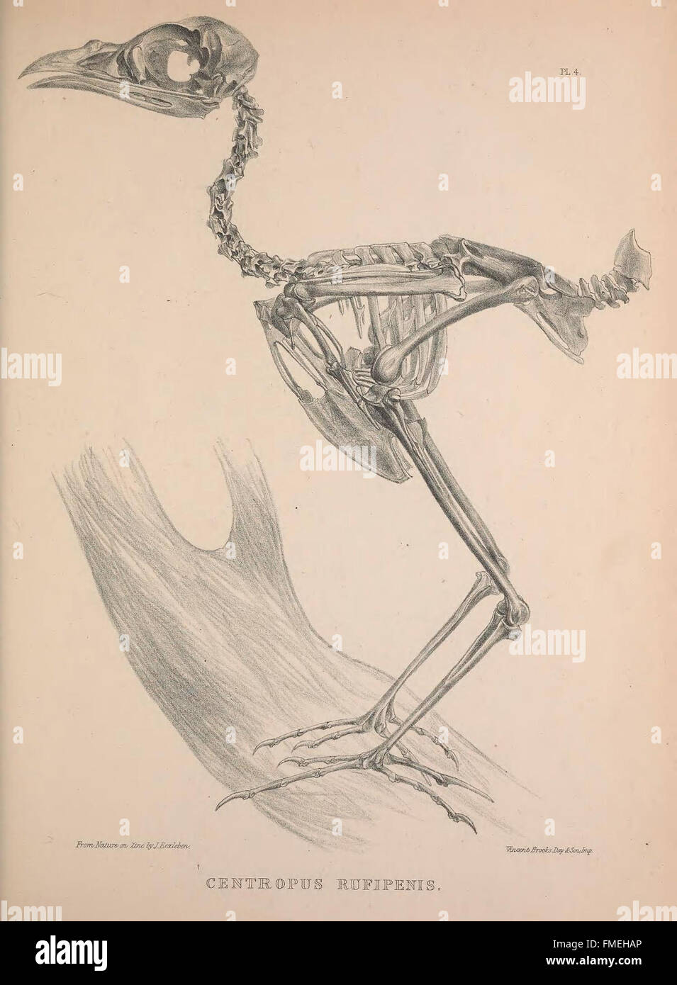This plate from 'Osteologia Avium' offers a detailed study of the ...