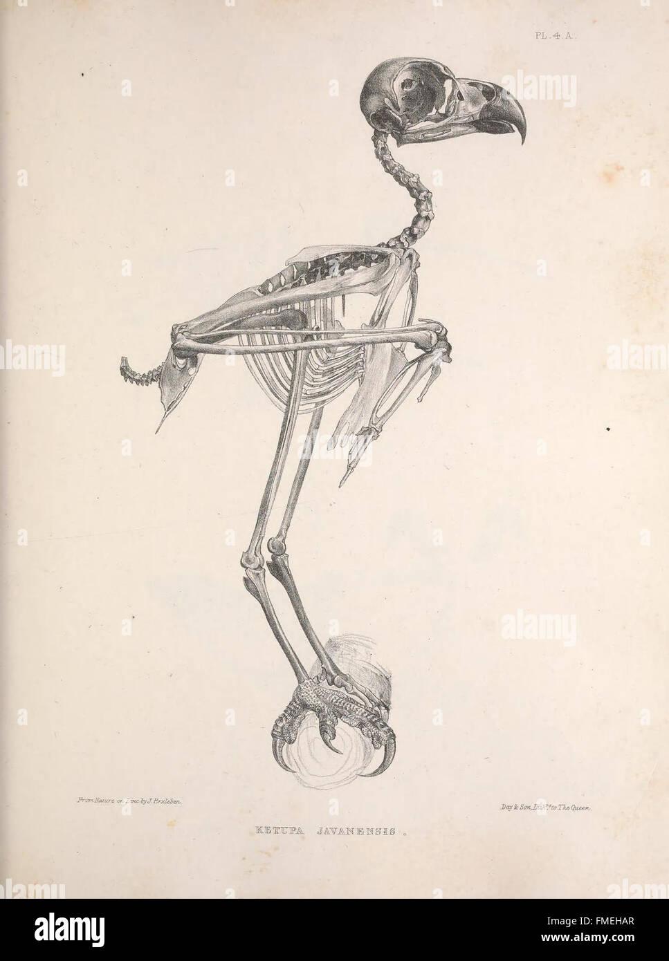 Plate 4.A from 'Osteologia avium' provides detailed illustrations of ...