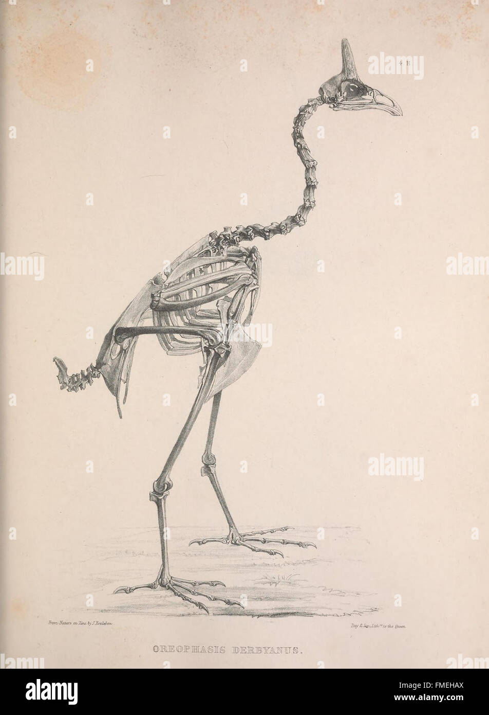 'Osteologia Avium' provides a detailed study of the skeletal structure ...