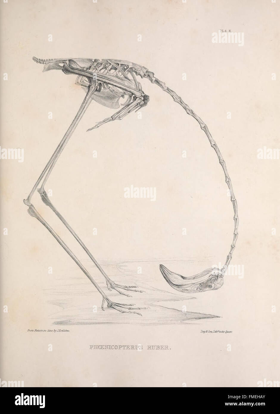 Plate 4.K from 'Osteologia Avium' provides detailed sketches of bird ...