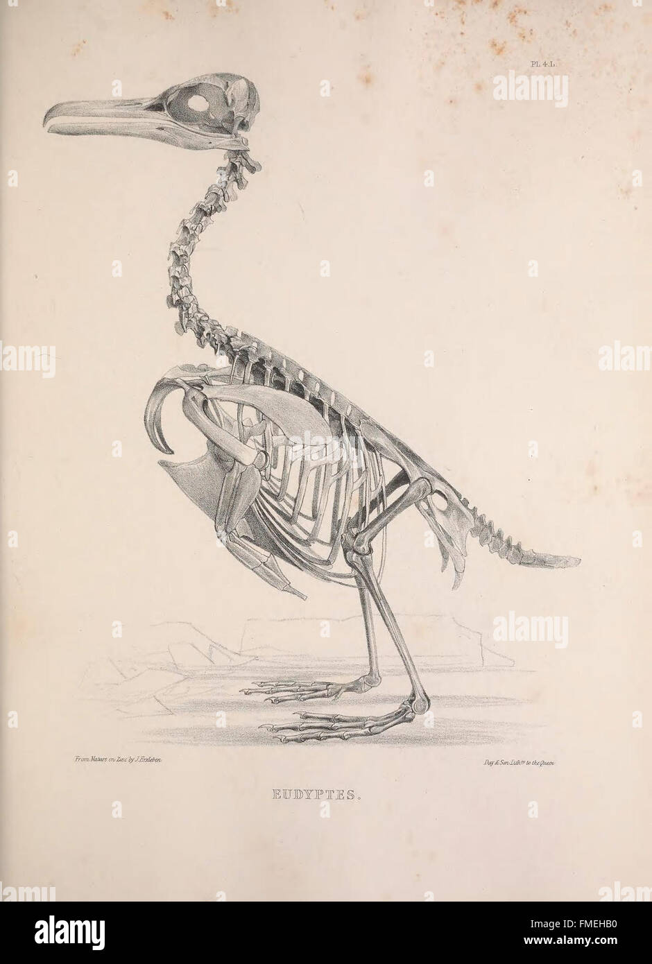 Osteologia Avium (PL. 4.L) presents a detailed study of bird osteology ...