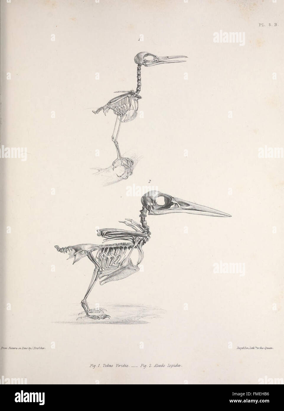 Osteologia avium, or, A sketch of the osteology of birds (PL. 5.B Stock ...