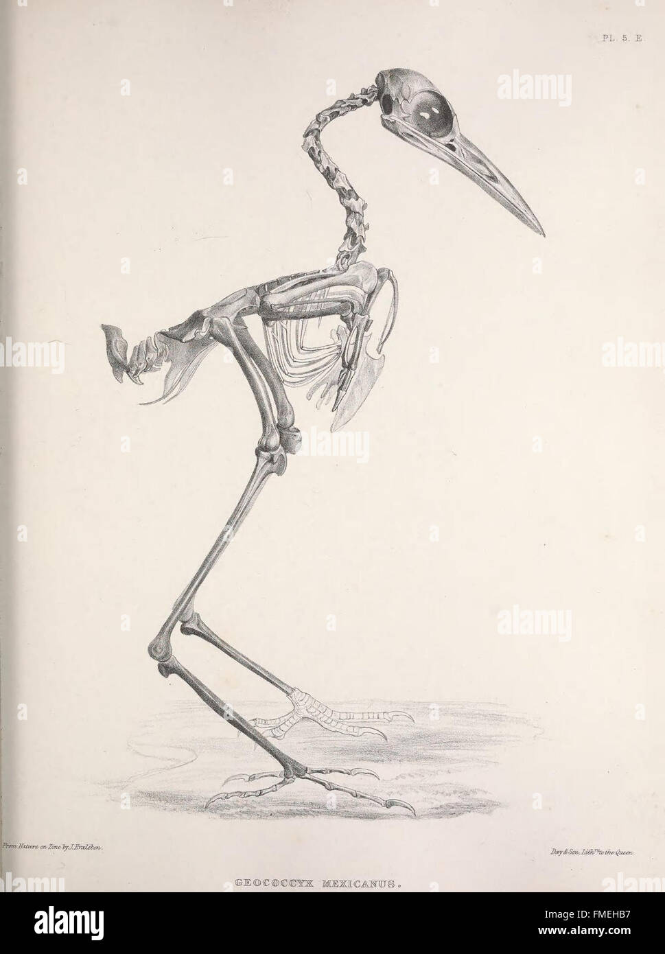 Plate 5E from 'Osteologia Avium' illustrates the skeletal structure of ...