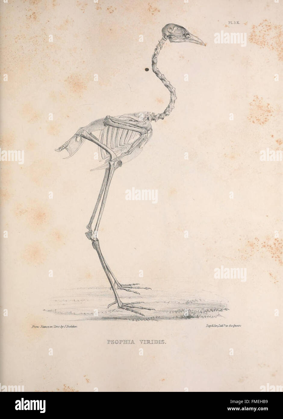 'Osteologia Avium' (PL. 5.K) provides a detailed illustration of bird ...
