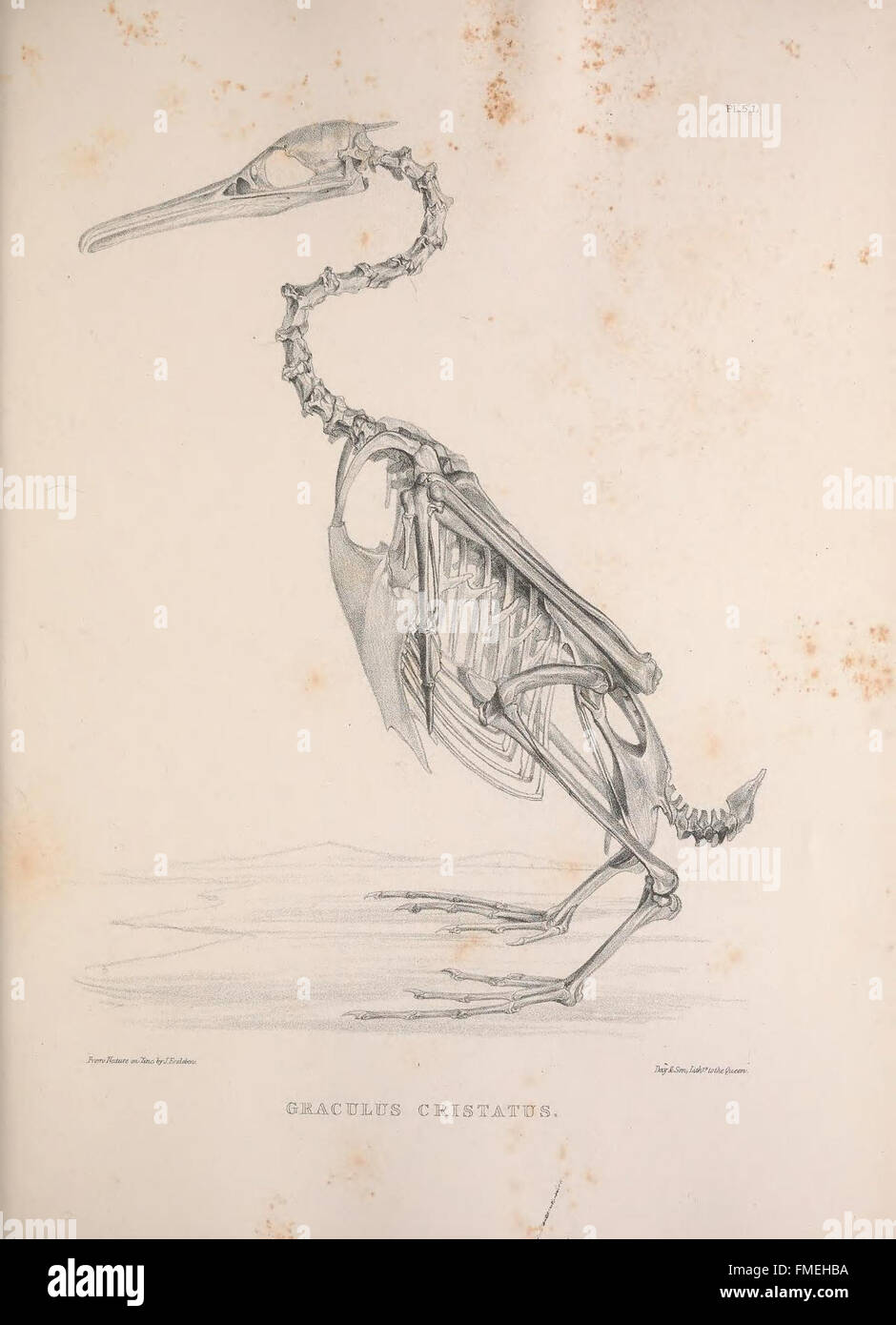 An in-depth study of bird skeletal structures, providing detailed ...