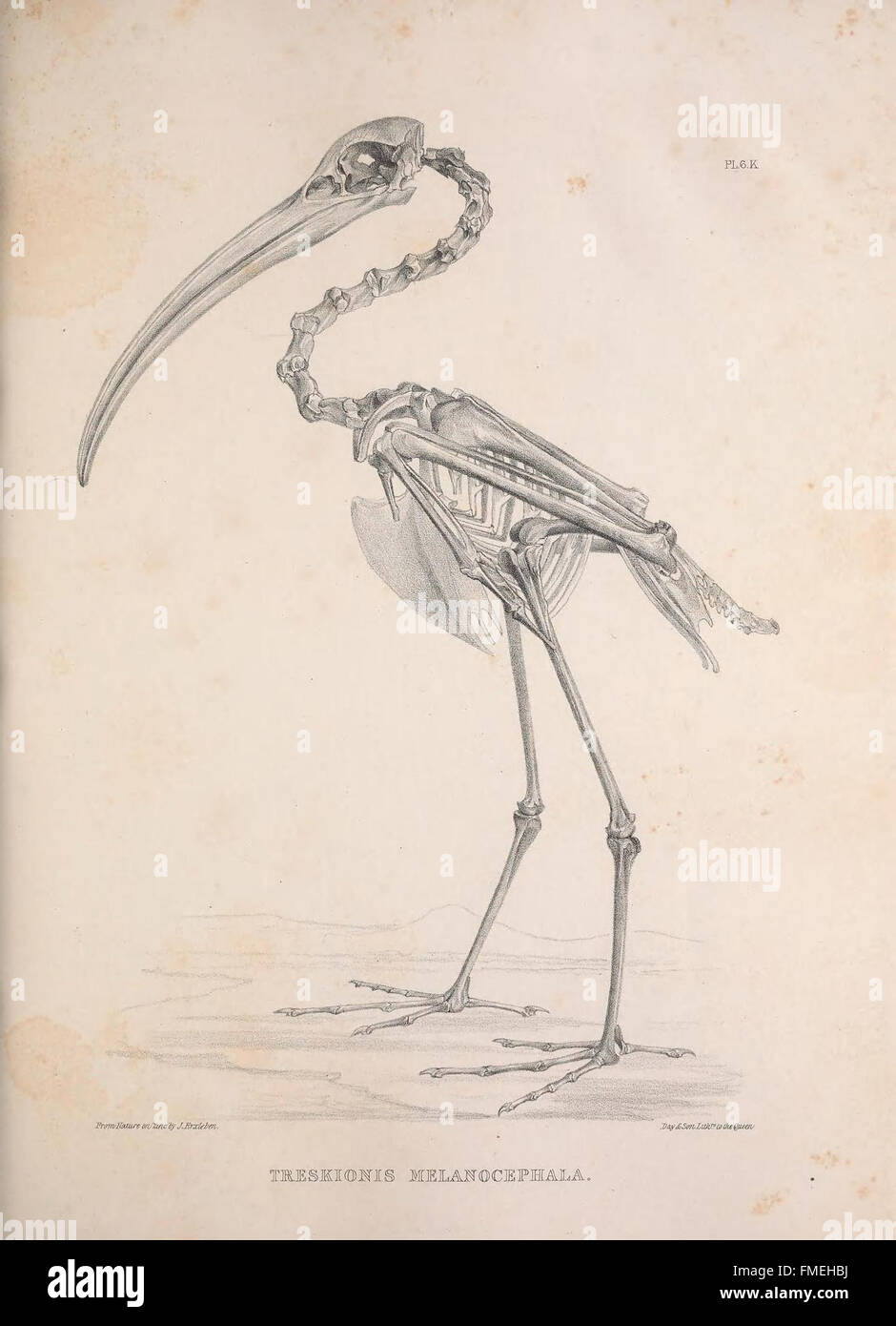 'Osteologia Avium' is a detailed study of bird skeletal structures ...