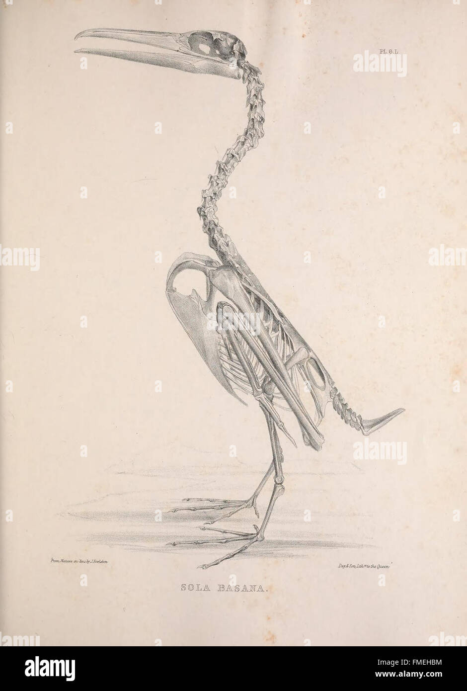 Plate 6.L from 'Osteologia Avium' focuses on the skeletal structure of ...