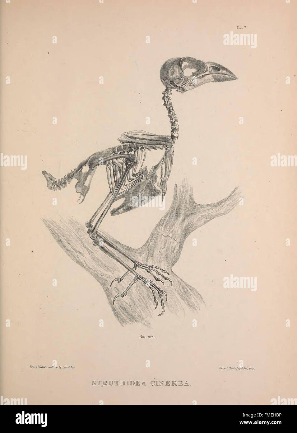 Plate 7 from 'Osteologia Avium' offers detailed illustrations of bird ...