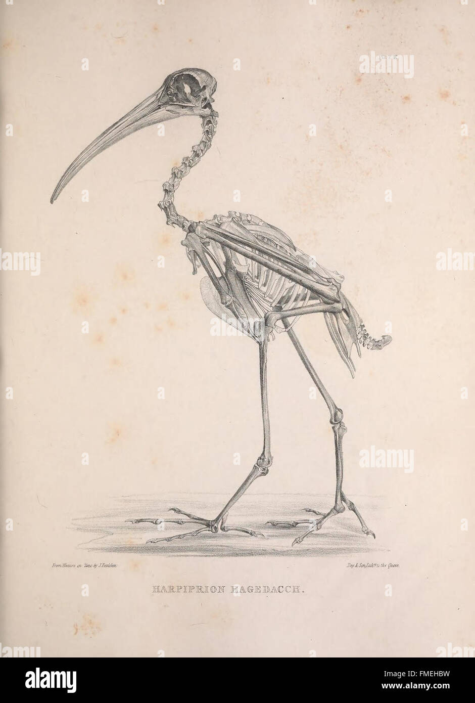 This work provides a detailed study of bird osteology, with anatomical ...