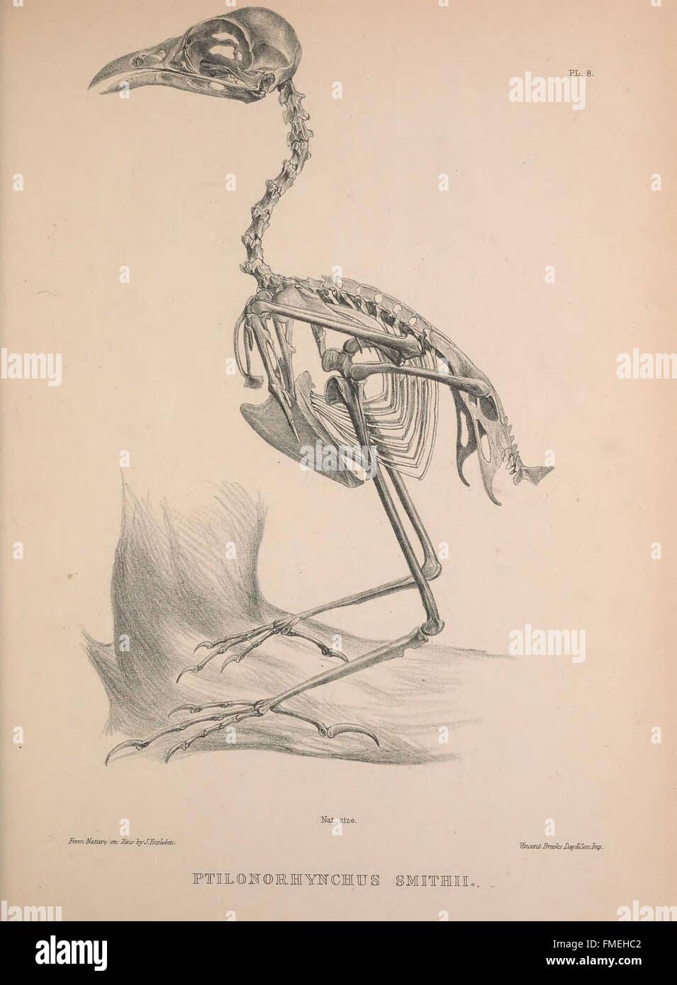 This plate illustrates the skeletal structure of birds, providing a ...