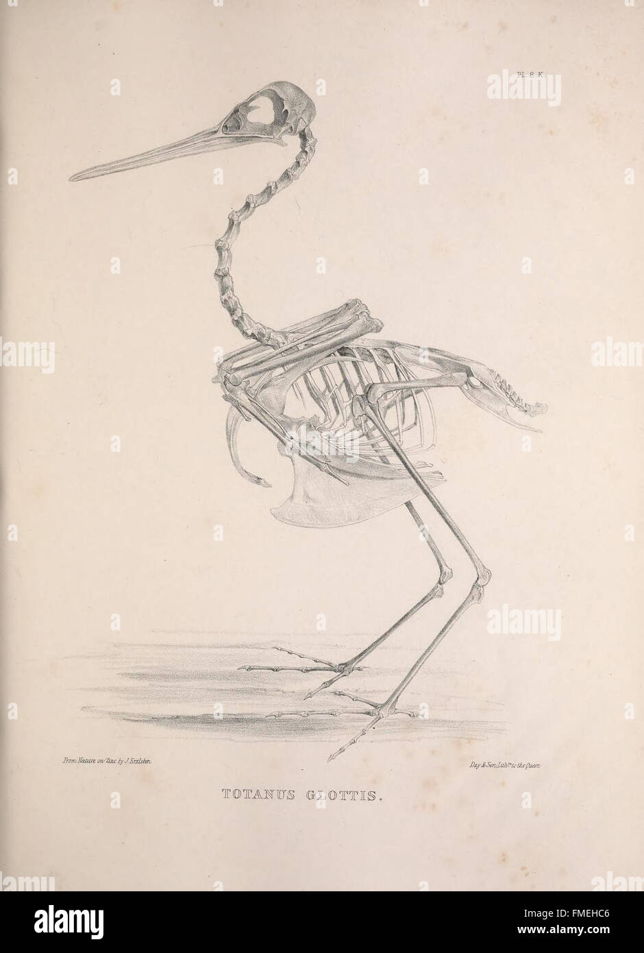 Plate 8.K from *Osteologia Avium* presents a detailed study of bird ...