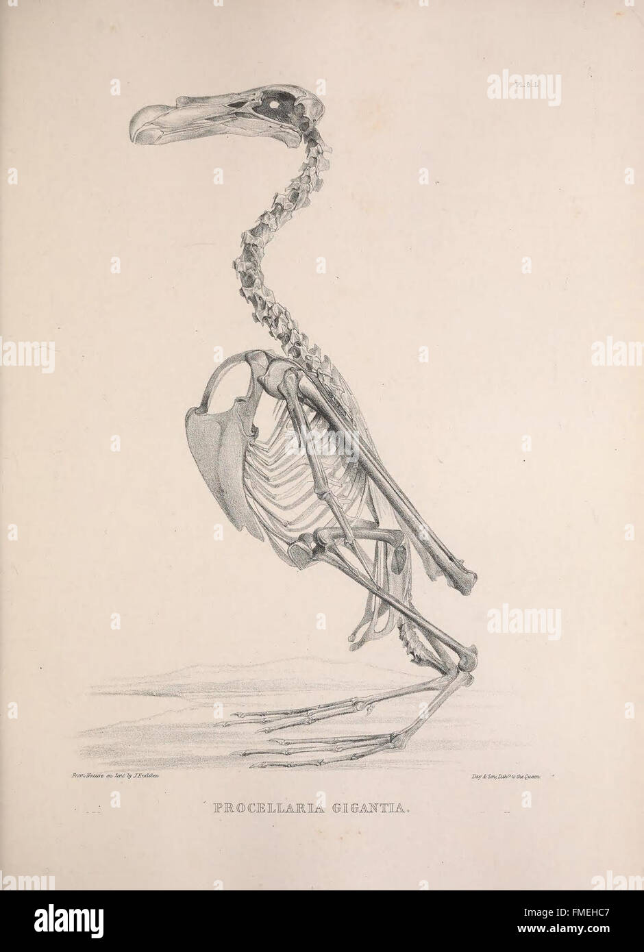 Plate 8.L from 'Osteologia Avium' provides detailed illustrations of ...