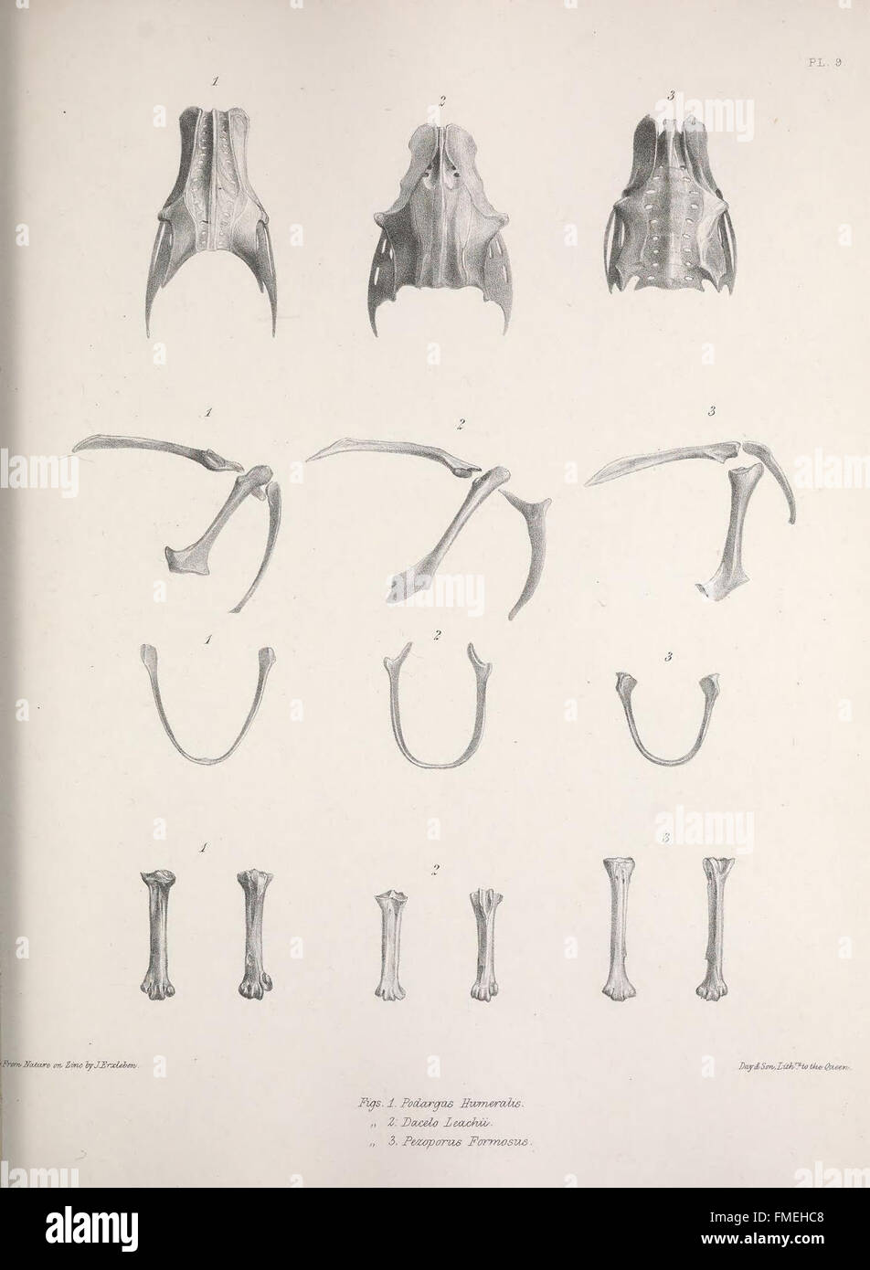 This plate from *Osteologia Avium* features detailed sketches of bird ...