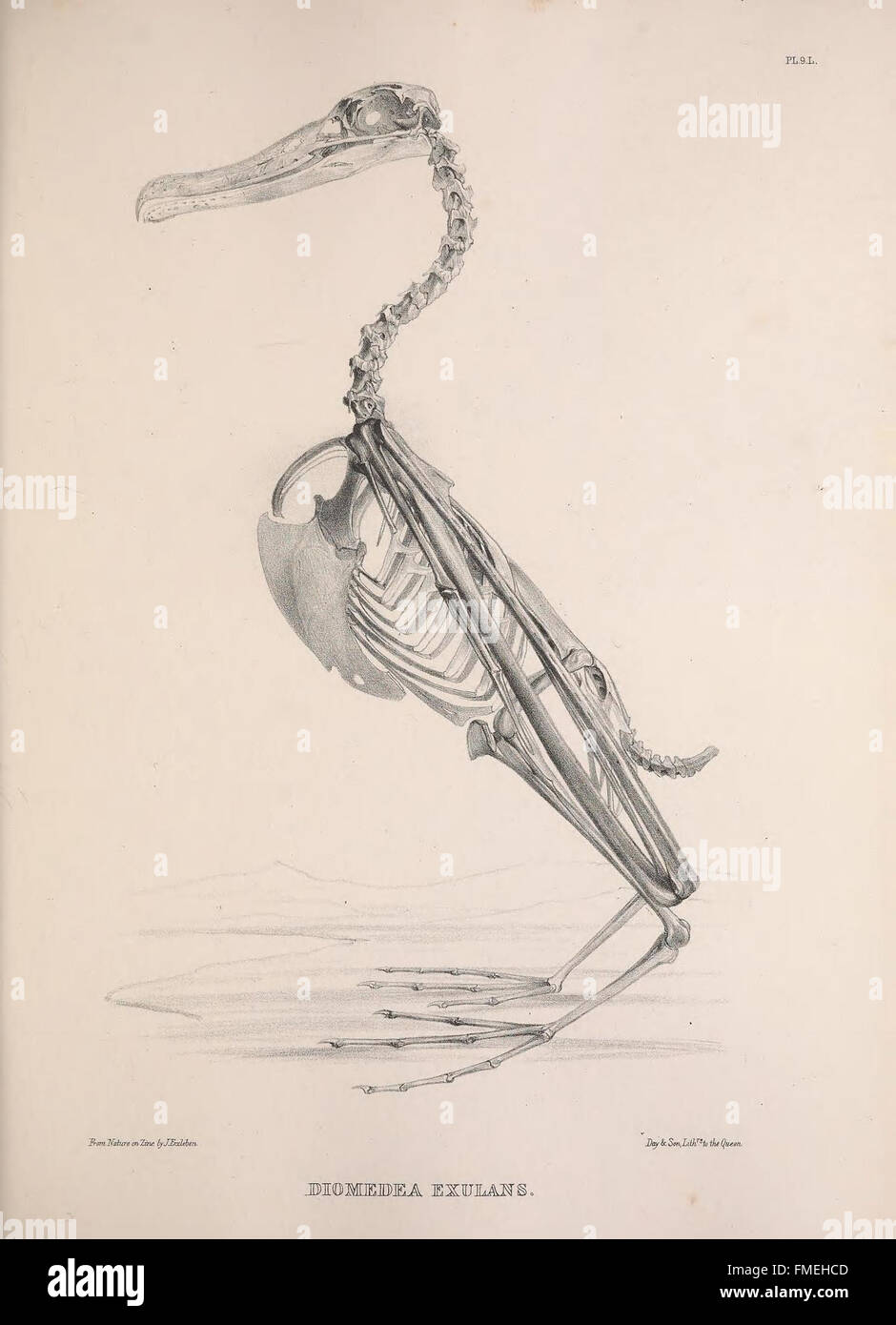 Plate 9.L from 'Osteologia avium' illustrates the skeletal structure of ...