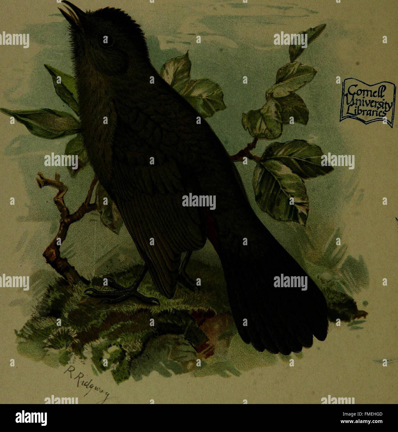 *Our Native Birds of Song and Beauty* provides a comprehensive history ...