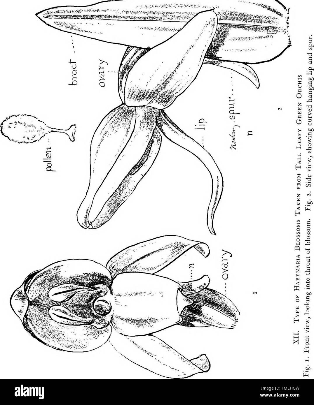 Diverse plants Black and White Stock Photos & Images - Alamy