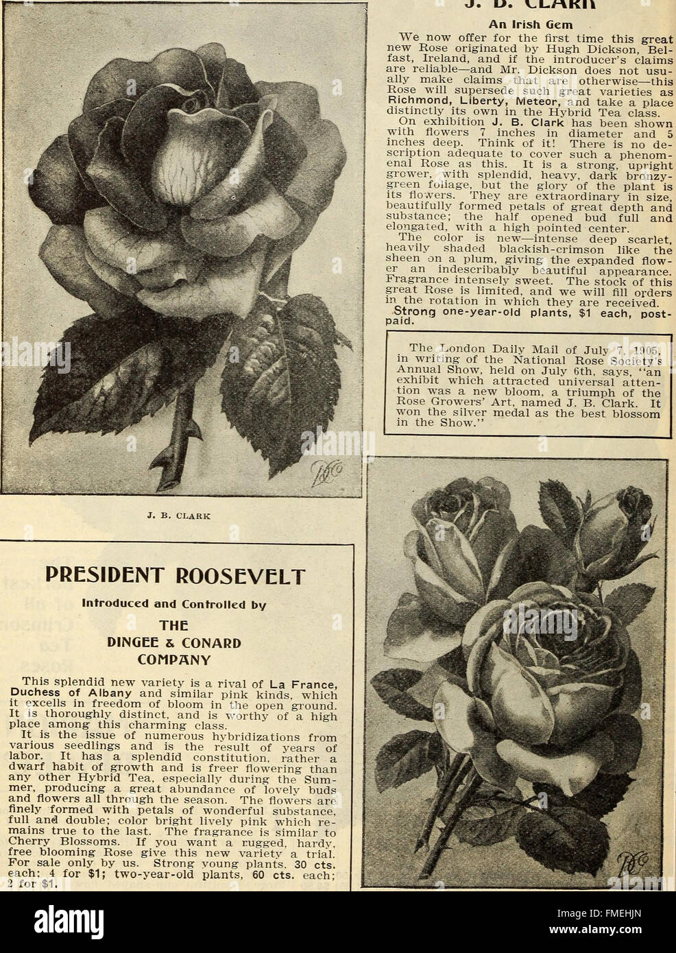 *Our New Guide to Rose Culture* (1906) provides expert advice on ...