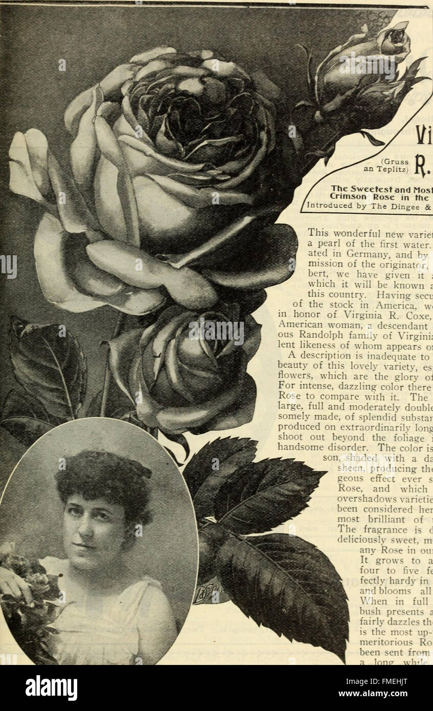 Published in 1906, *Our New Guide to Rose Culture* offers practical ...