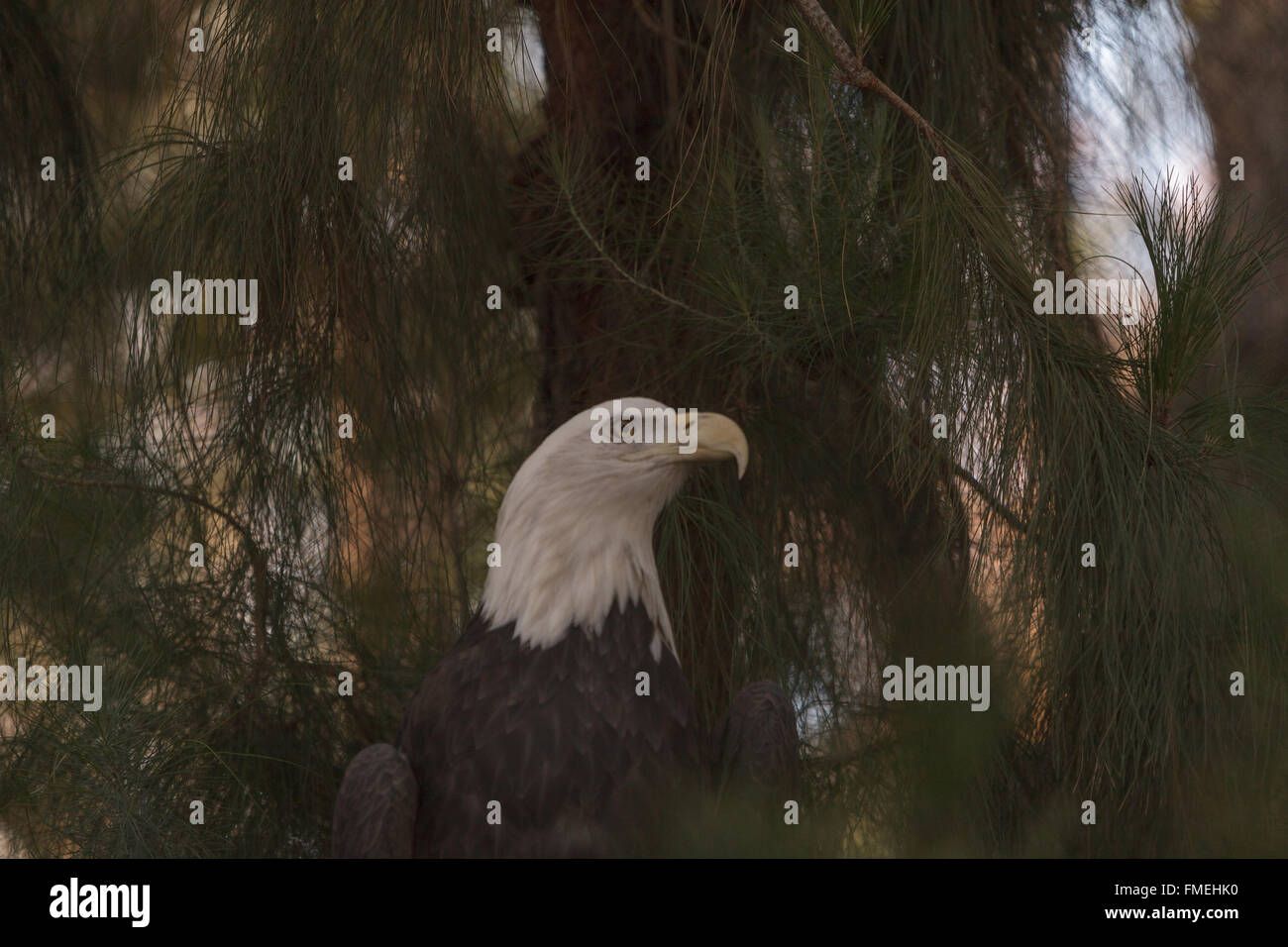 Southern Bald Eagle, Haliaeetus leucocephalus leucocephalus, can be ...