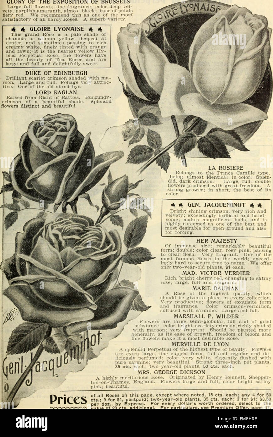 This 1906 guide to rose culture offers detailed instructions on ...