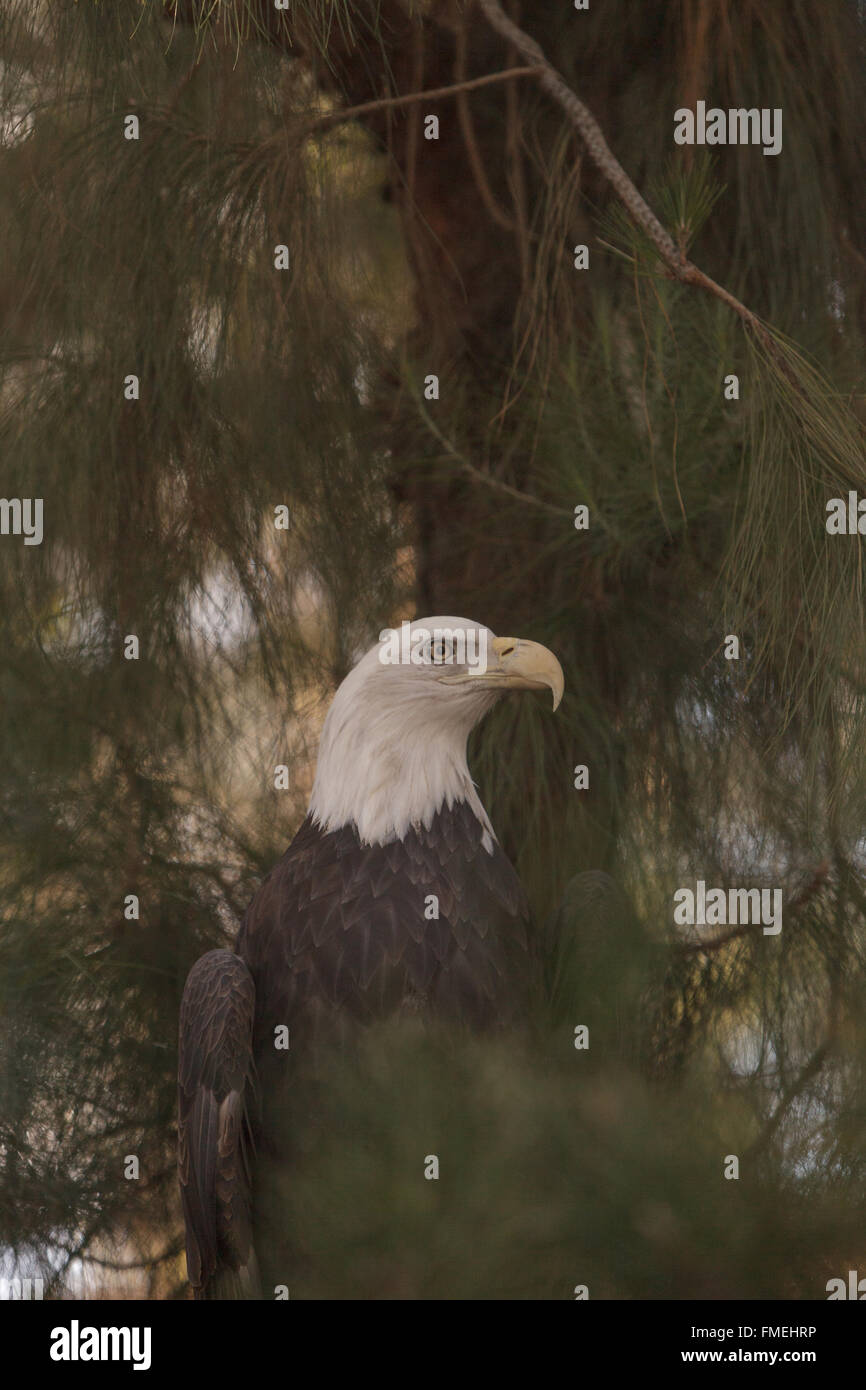 Southern Bald Eagle, Haliaeetus leucocephalus leucocephalus, can be ...