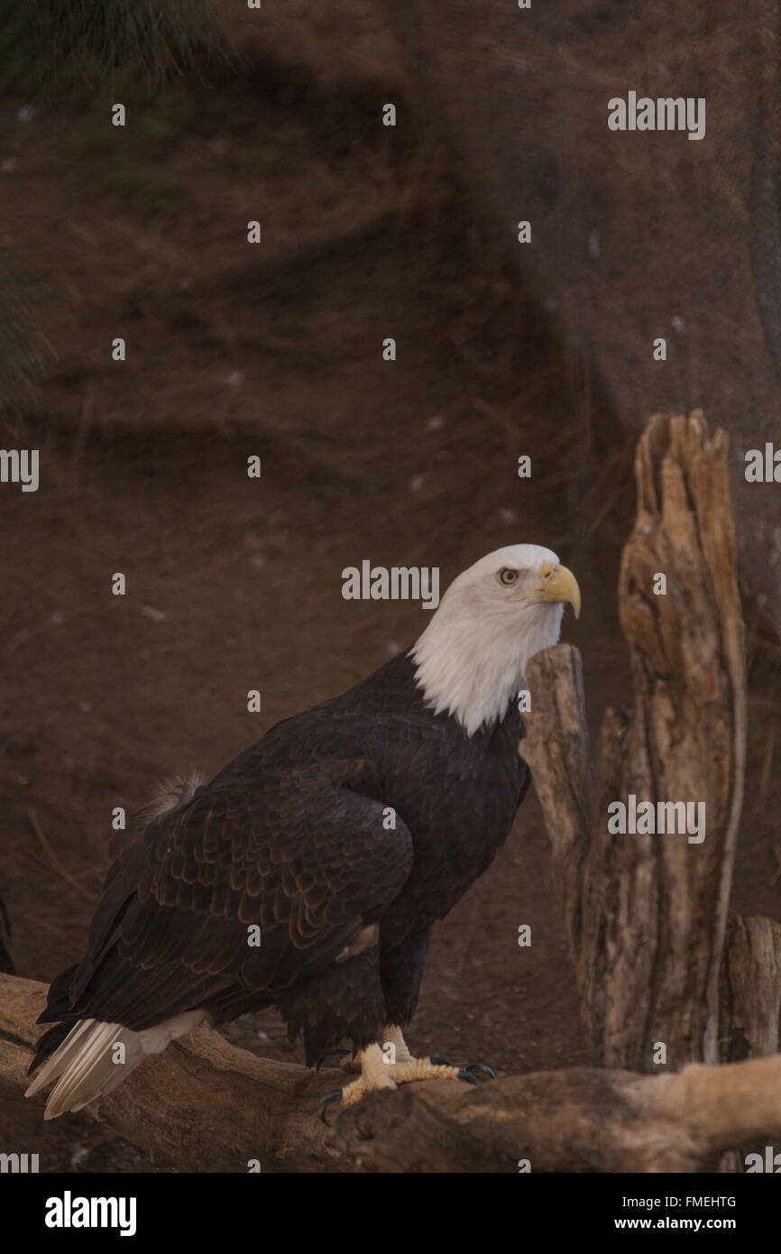Southern Bald Eagle, Haliaeetus leucocephalus leucocephalus, can be ...