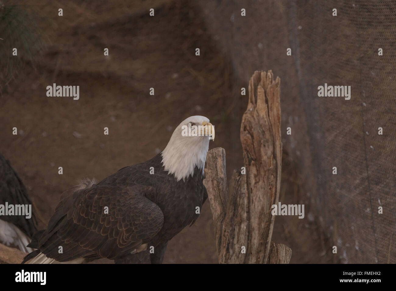 Southern Bald Eagle, Haliaeetus leucocephalus leucocephalus, can be ...