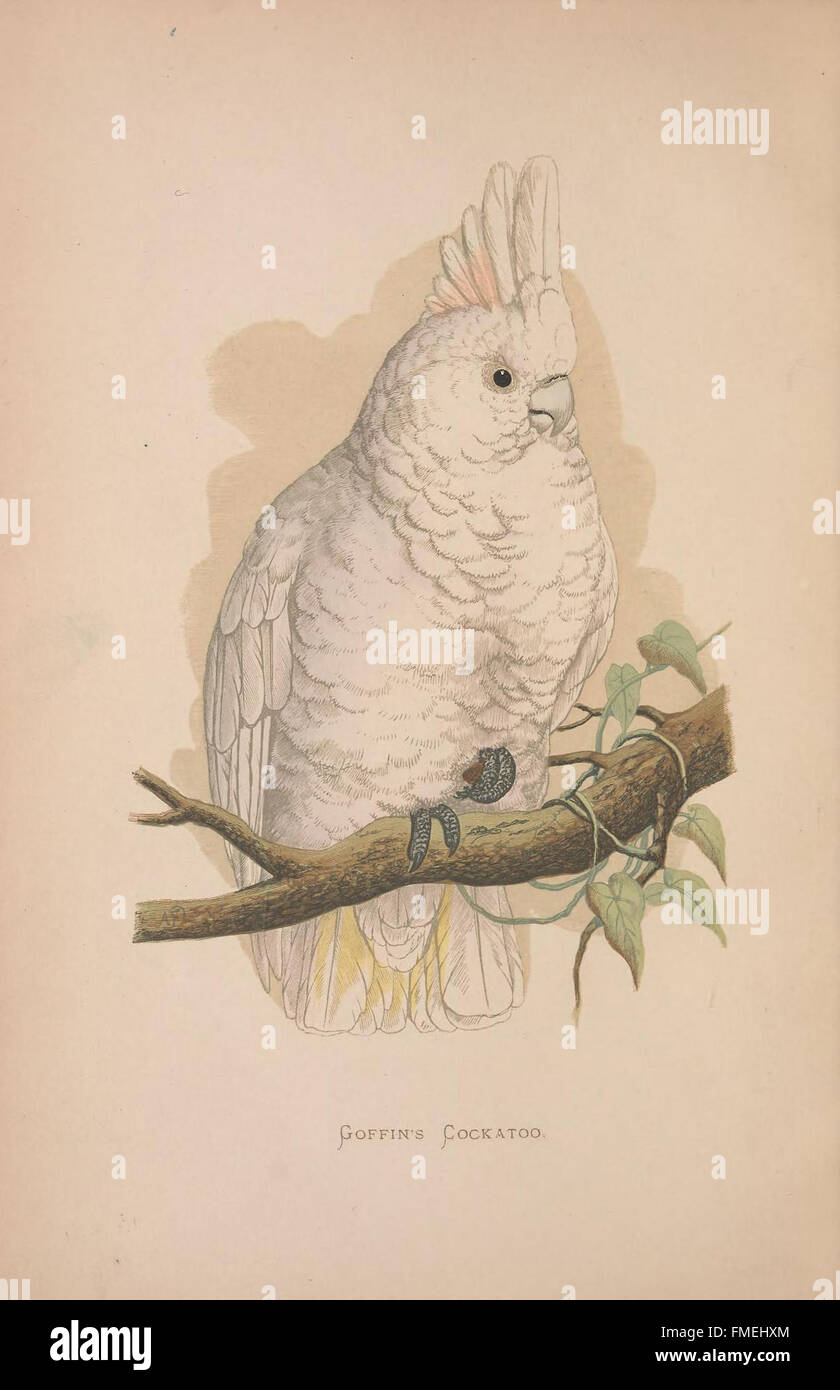 *Parrots in Captivity* (Plate 1) depicts various species of parrots as ...