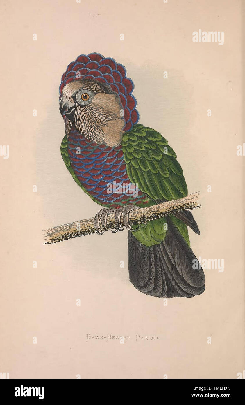 This plate illustrates parrots kept in captivity, showcasing various ...