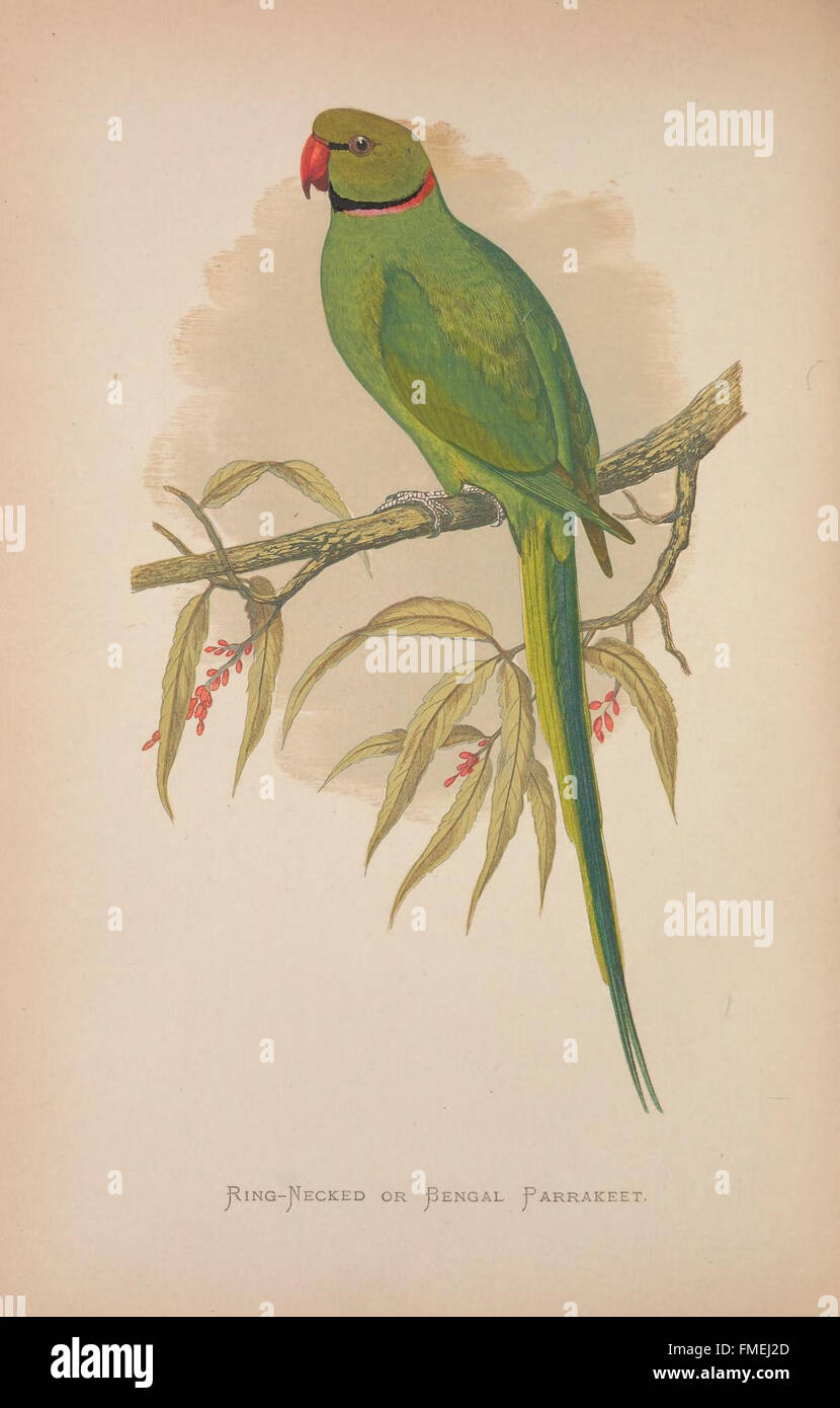 'Parrots in Captivity (PL. 11)' offers a detailed visual study of ...