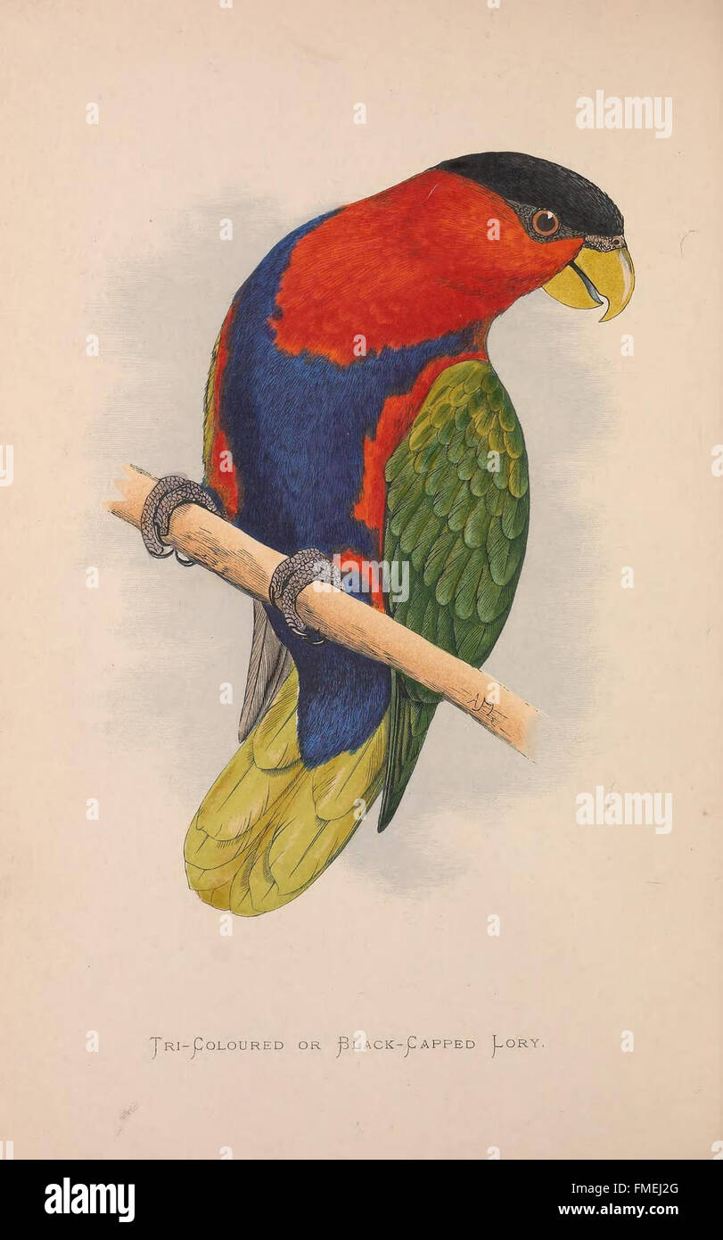 Plate 11 from 'Parrots in Captivity' features various parrot species ...