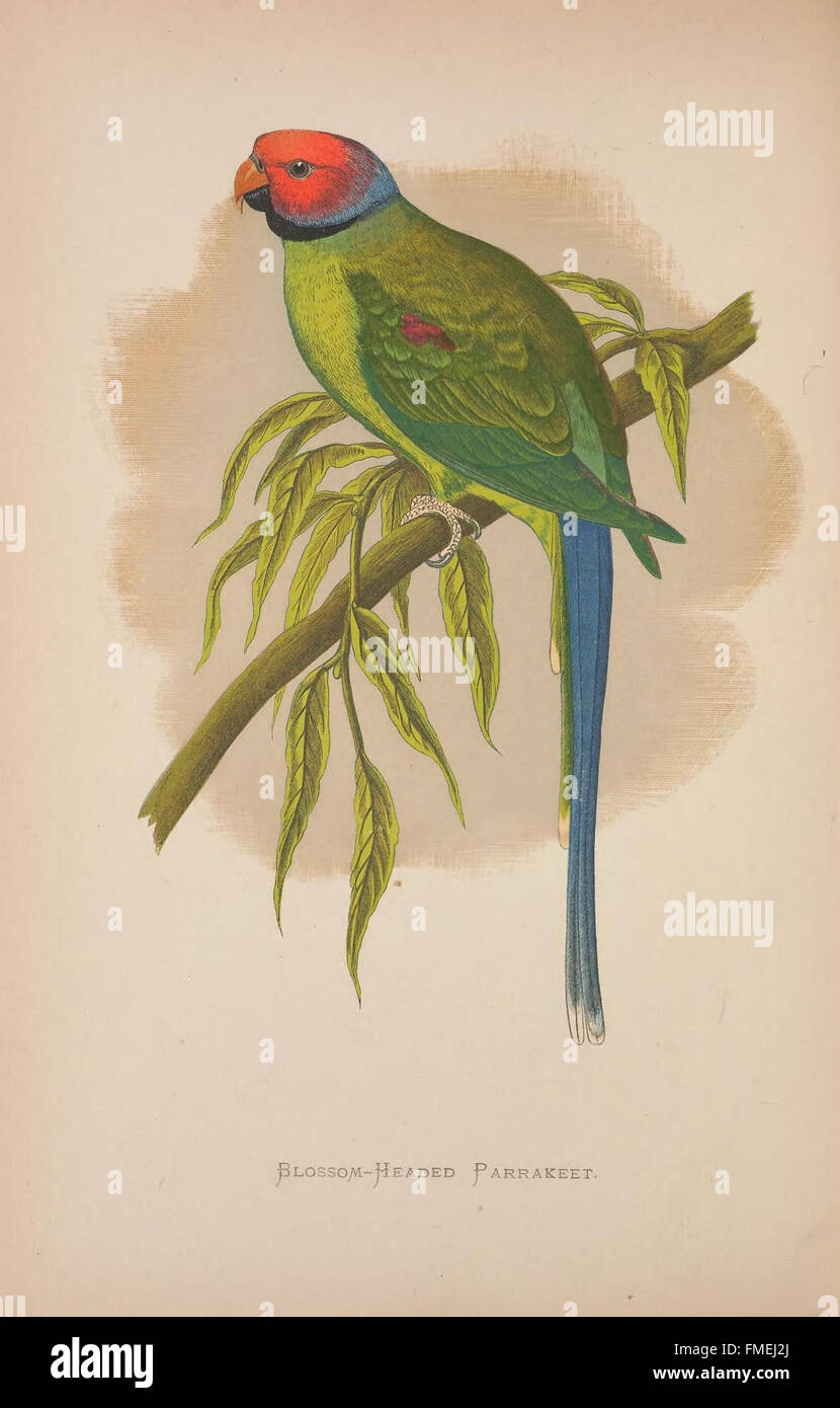 This plate illustrates various species of parrots in captivity ...
