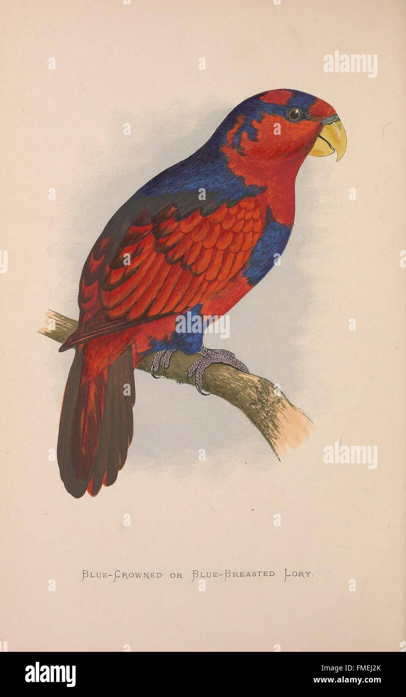 Plate 12 from 'Parrots in Captivity' showcases various species of ...
