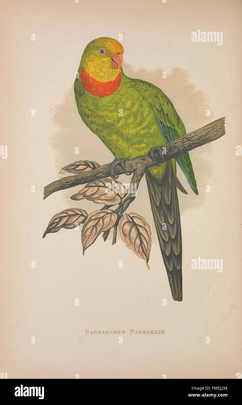 Plate 13 from 'Parrots in Captivity' features various species of ...