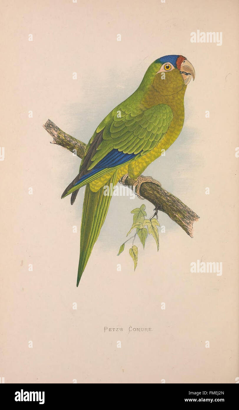 This plate depicts various species of parrots in captivity, showcasing ...