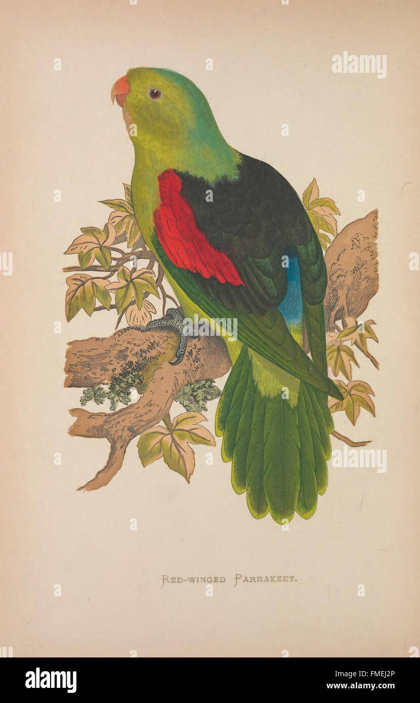 'Parrots in Captivity' (PL. 14) depicts various species of parrots in ...
