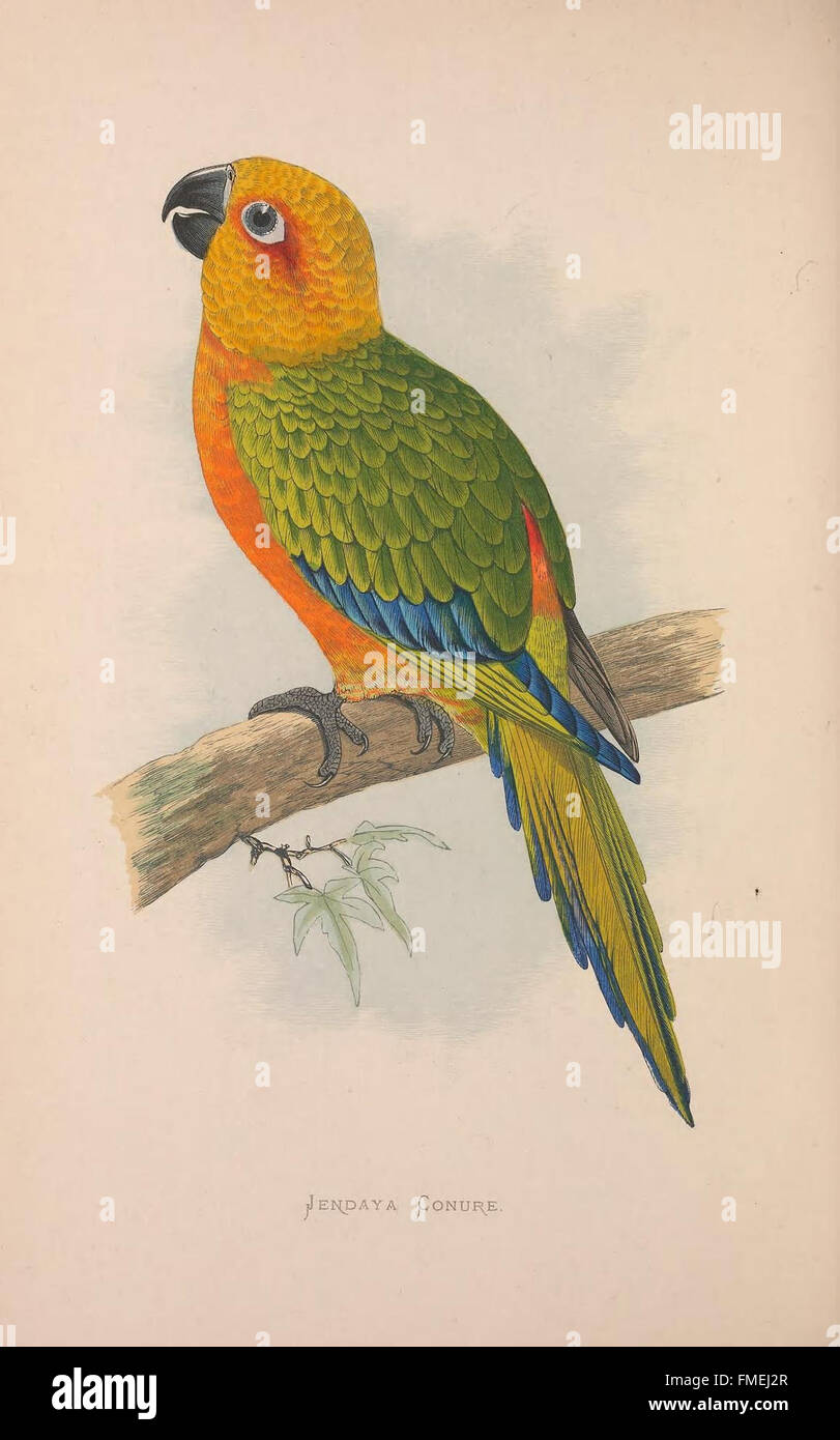 This plate features various species of parrots kept in captivity ...