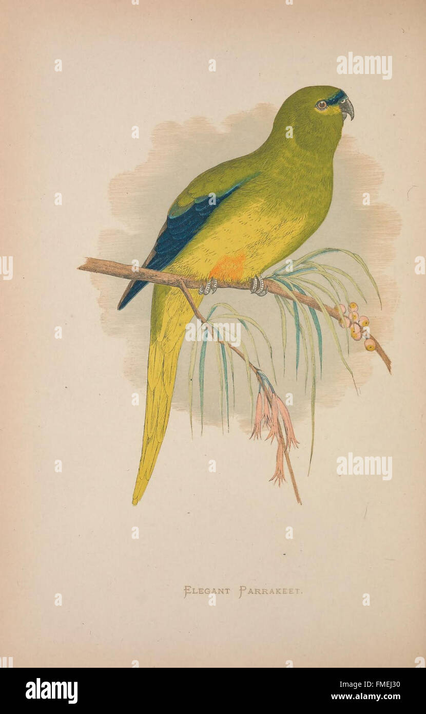 Plate 16 from 'Parrots in Captivity' illustrates various parrot species ...