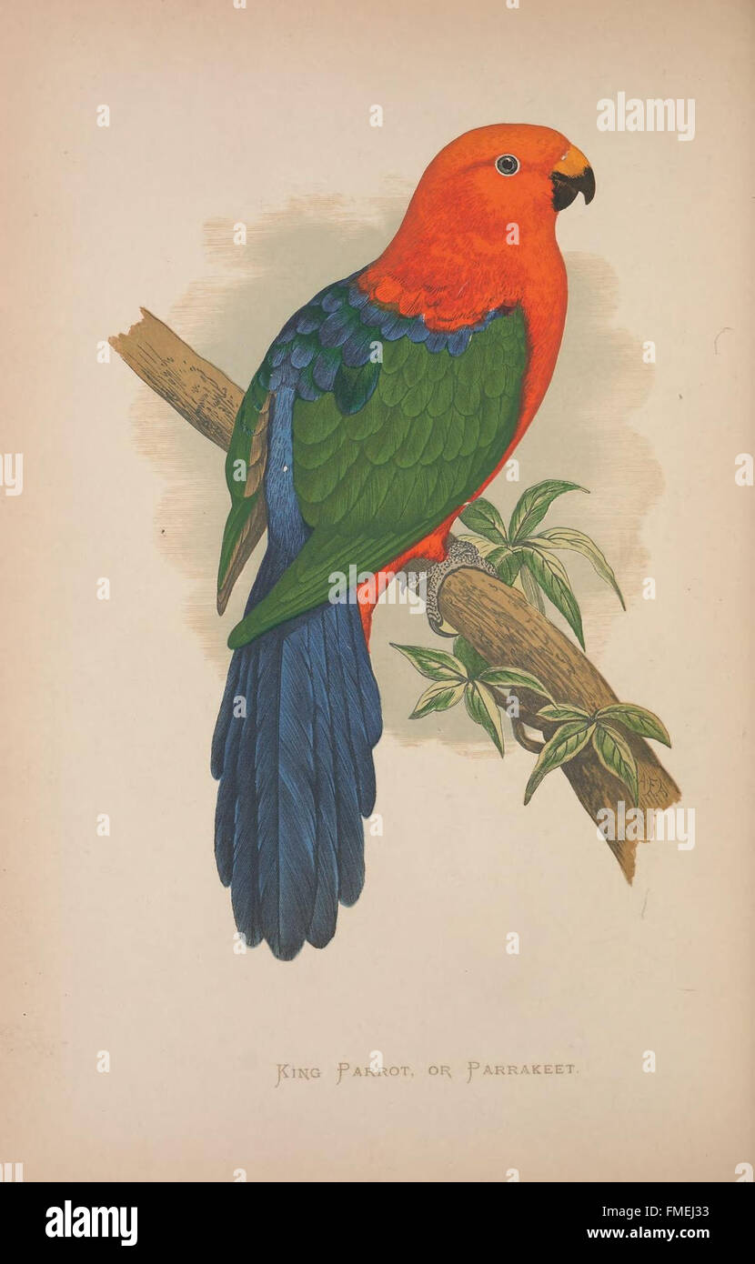Plate 18 from 'Parrots in Captivity' depicts various species of parrots ...