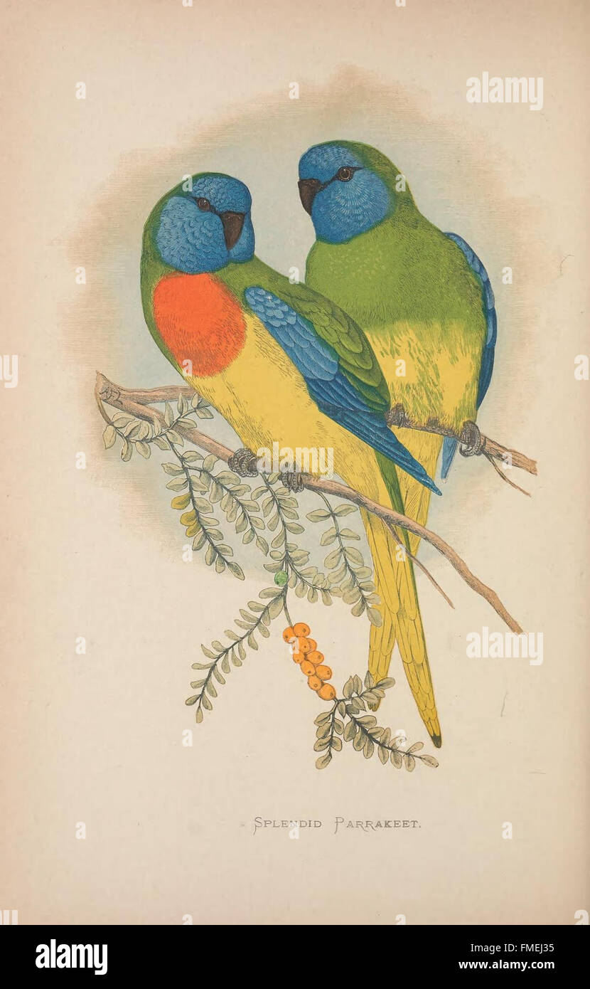 Plate 19 from 'Parrots in Captivity' by William T. Greene presents an ...