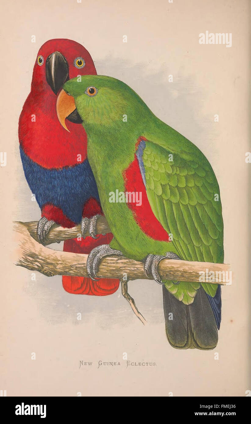 Plate 19 from 'Parrots in Captivity' illustrates various species of ...