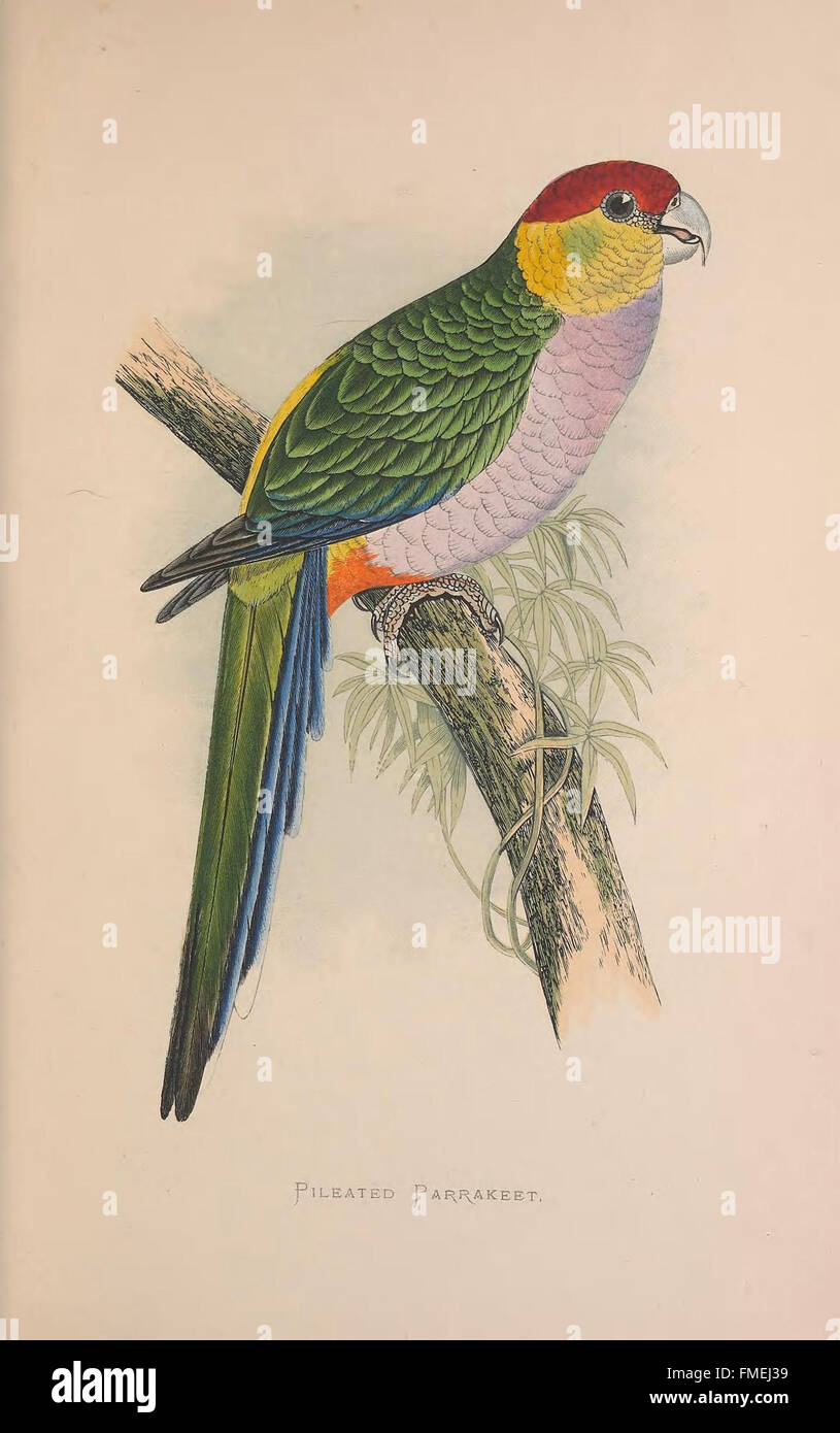 Plate 2 from 'Parrots in Captivity' illustrates various species of ...