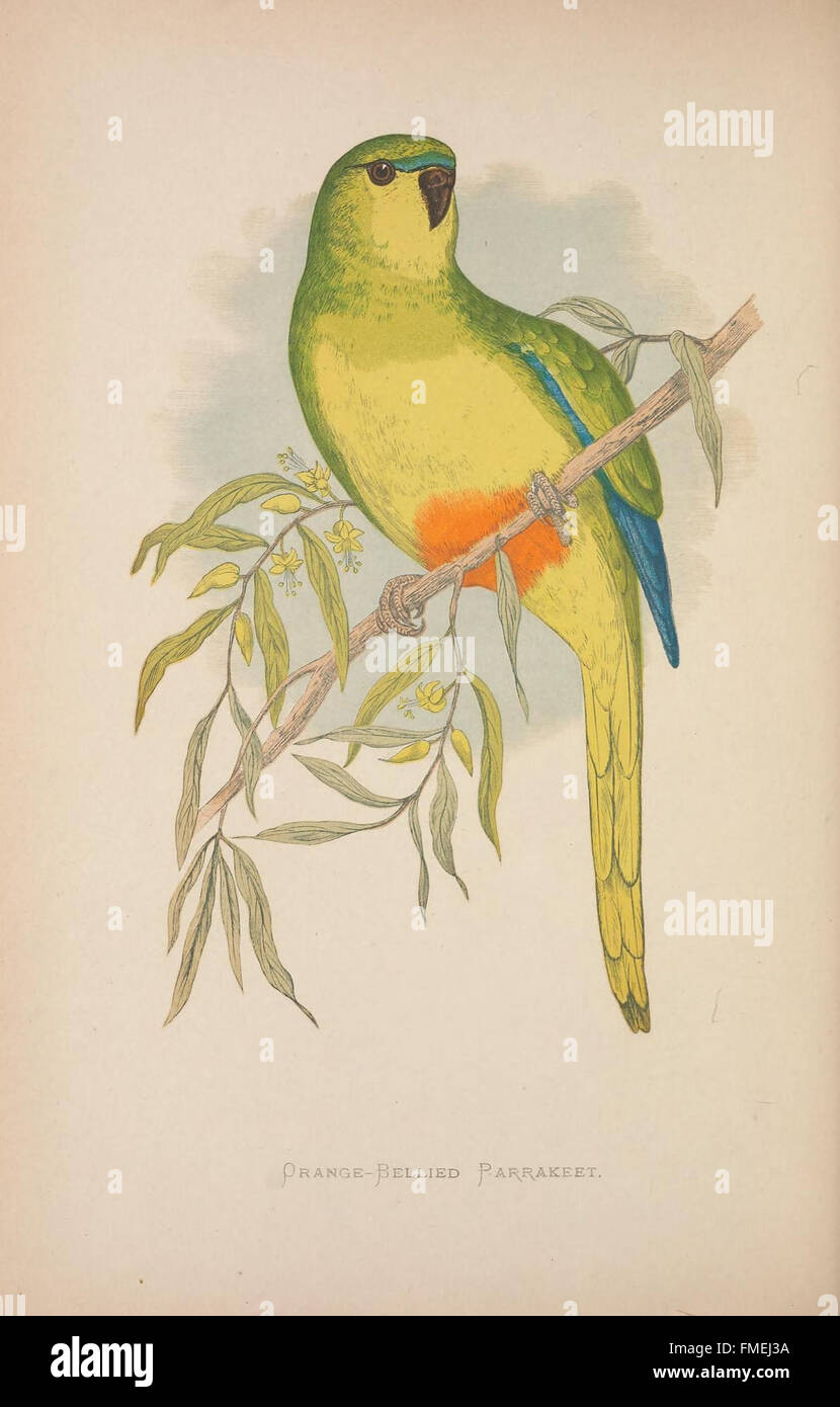 Plate 20 from 'Parrots in Captivity' illustrates various parrot species ...