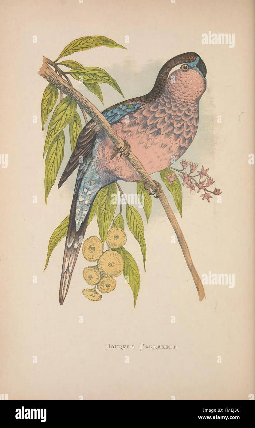 This plate shows various species of parrots kept in captivity ...