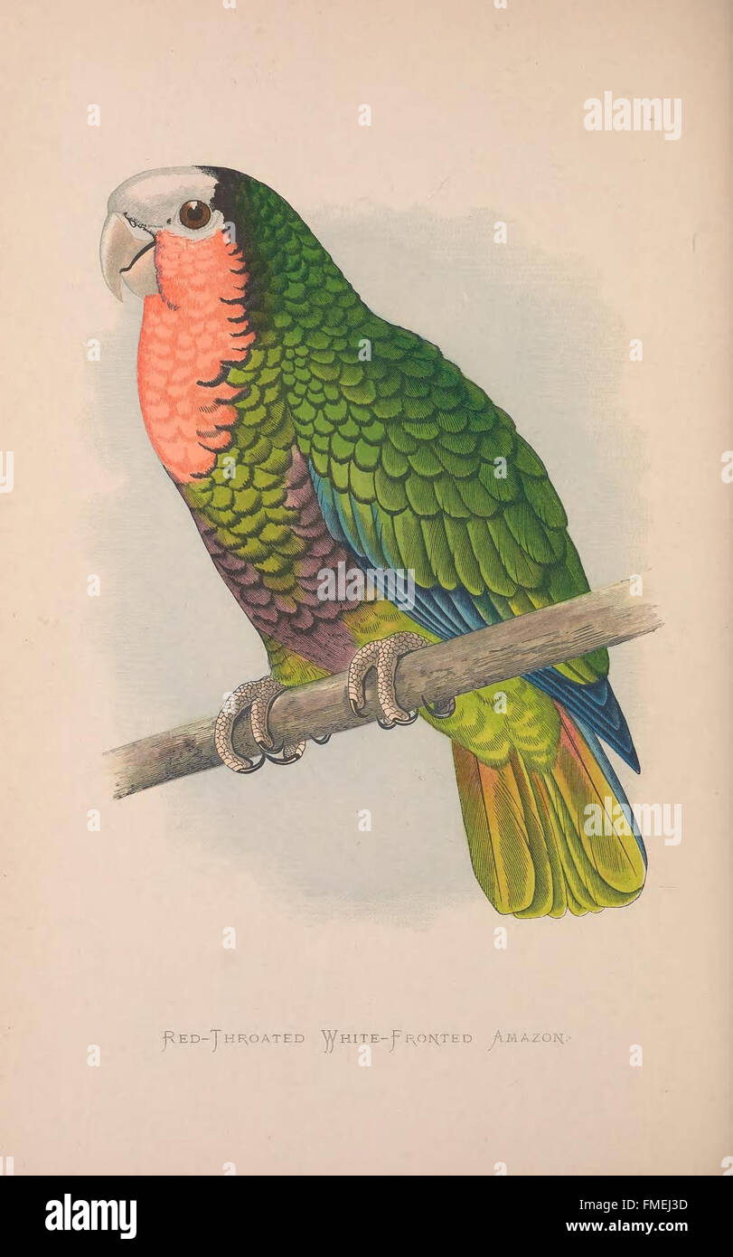 An illustration from 'Parrots in Captivity' showcasing various parrot ...