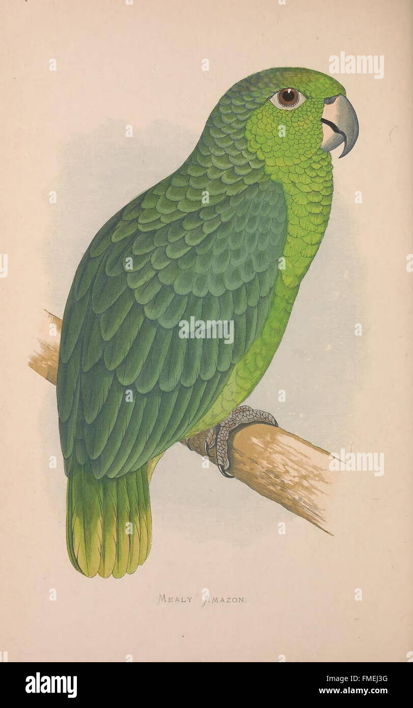 *Parrots in Captivity* (PL. 23) examines the care and behavior of ...