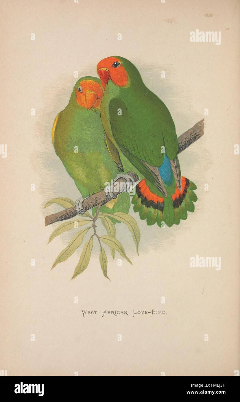 Plate 24 from 'Parrots in Captivity' showcases different species of ...
