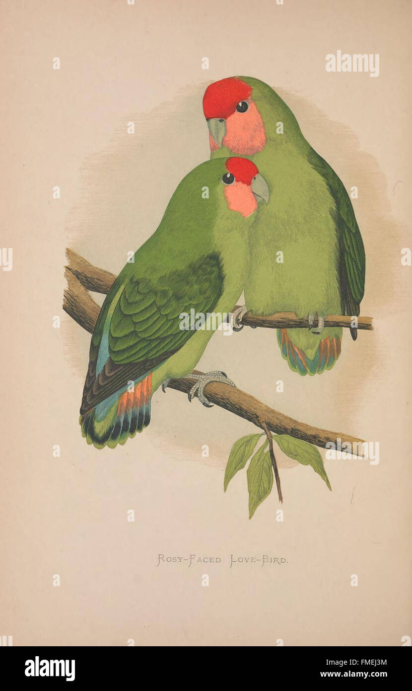 Plate 25 from 'Parrots in Captivity' showcases various species of ...